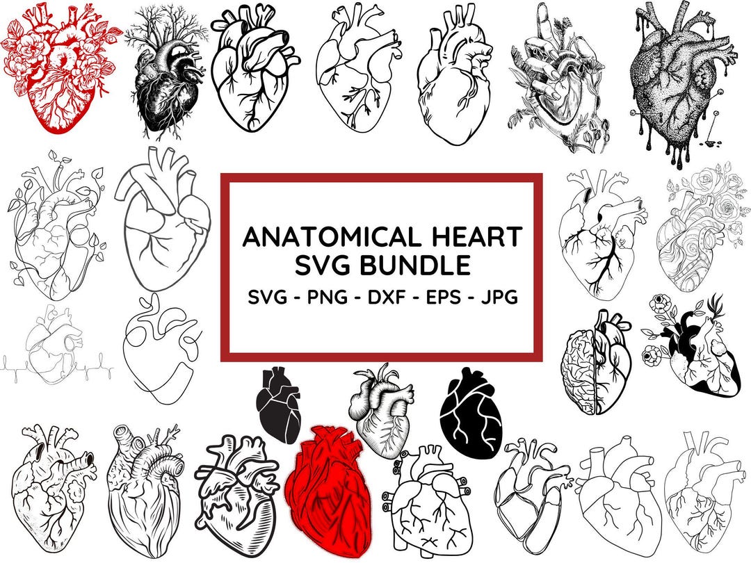 Anatomical Heart SVG Bundle: Floral, Medical Anatomy (cut File) - Etsy