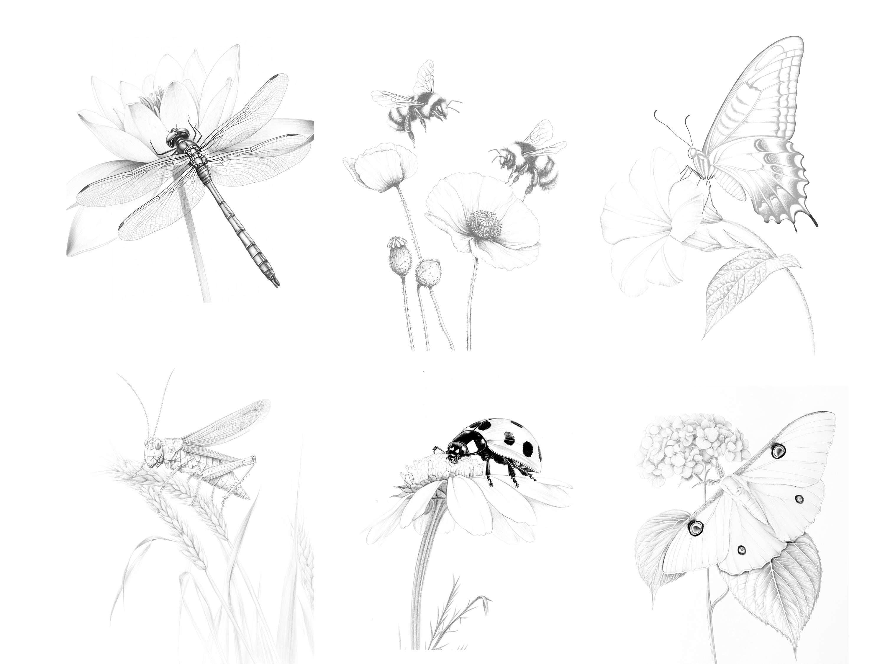 Insect Adult Coloring Book | Digital Download PDF | Hand-drawn Style ...