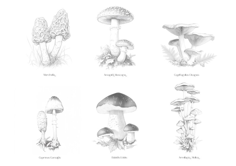 Printable Mushrooms Coloring Book | Six Botanical Illustrations | PDF ...