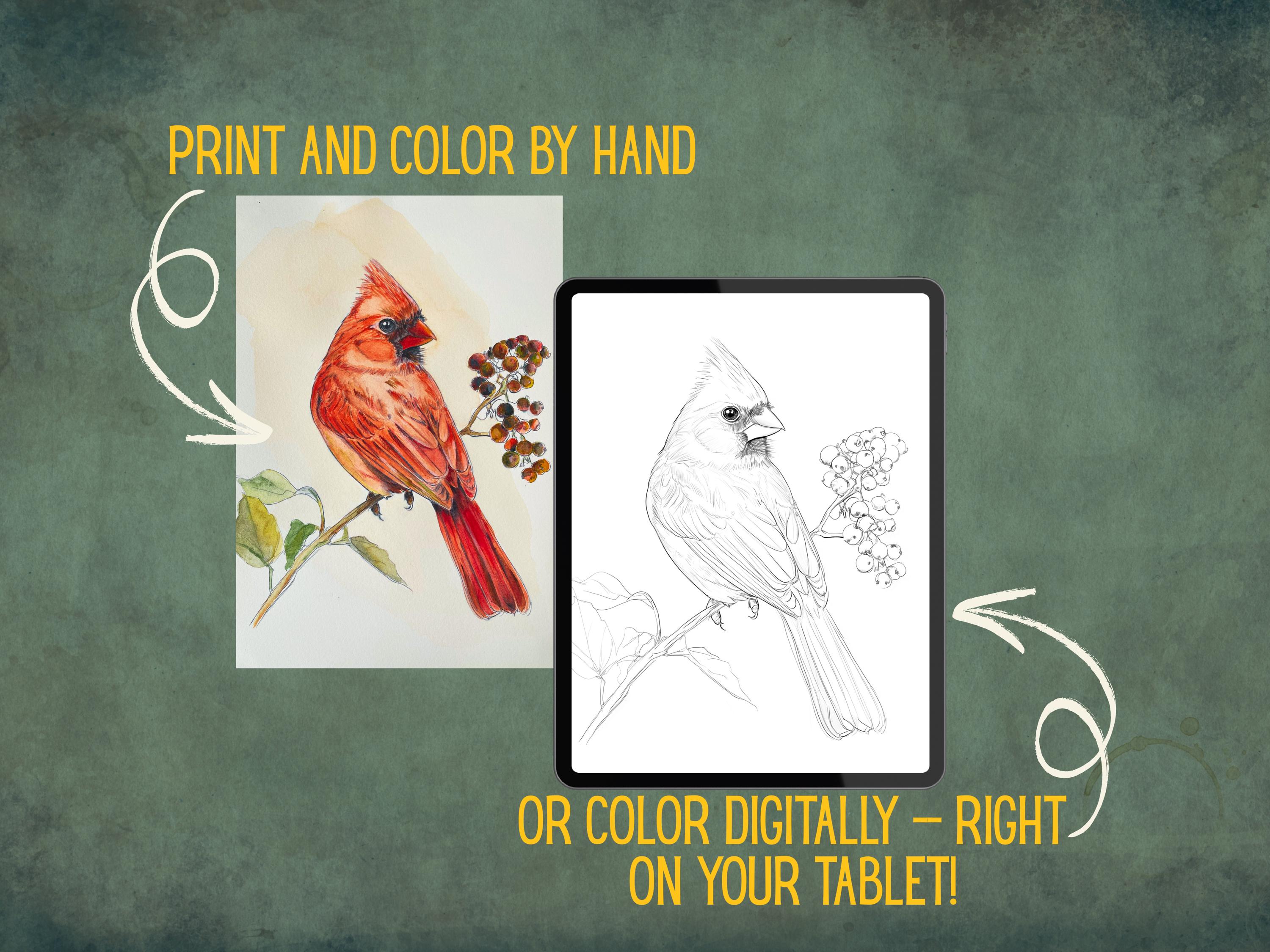 Bird Adult Coloring Book | Digital Download PDF | Hand-drawn Style ...