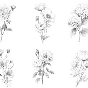 Floral Coloring Book | Summer Blooms Botanical Sketches (digital ...
