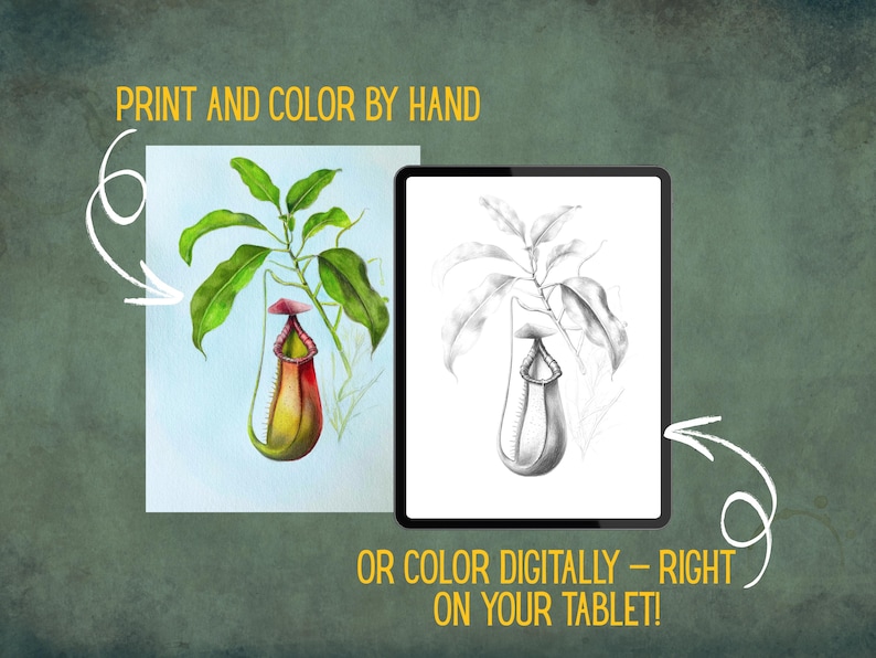Flower Coloring Book | Carnivorous Plants Coloring Pages for Adults ...