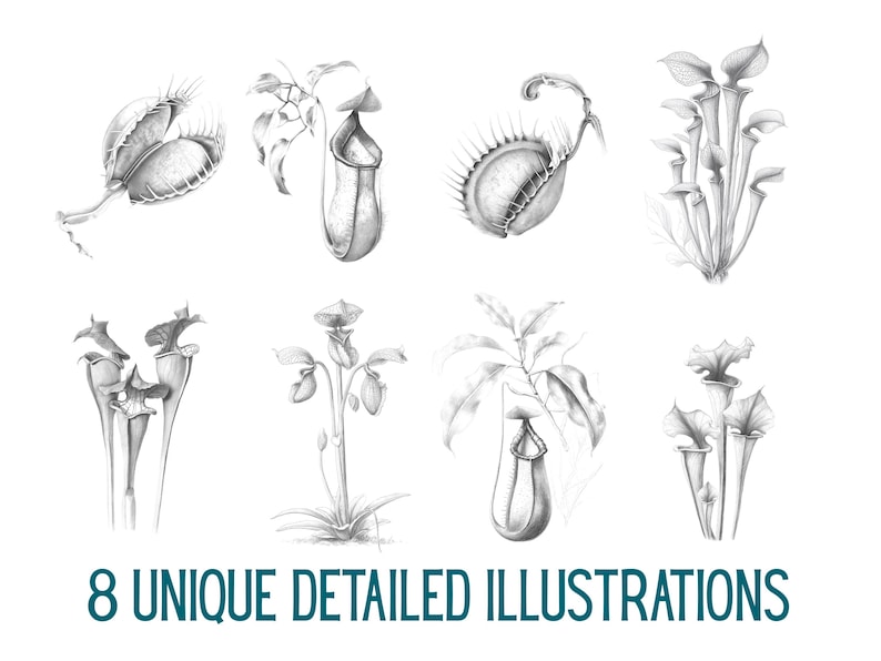 Flower Coloring Book | Carnivorous Plants Coloring Pages for Adults ...