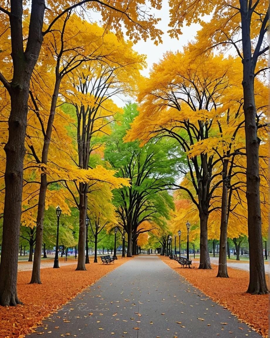 Fall Foliage Digital Backdrops - Etsy