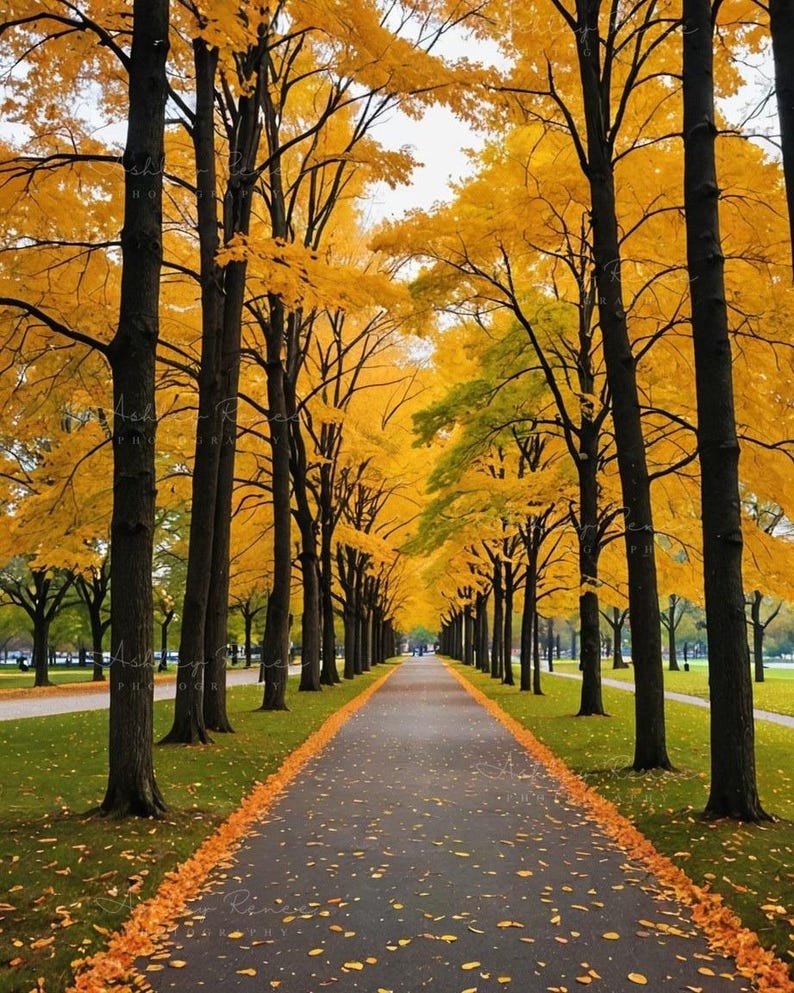 Fall Foliage Digital Backdrops - Etsy
