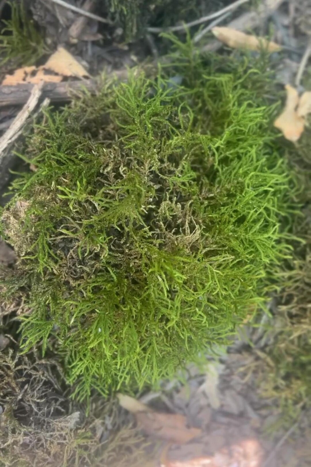 Lush Feather Moss for Terrariums, Vivariums, Moss Gardens, Fairy ...