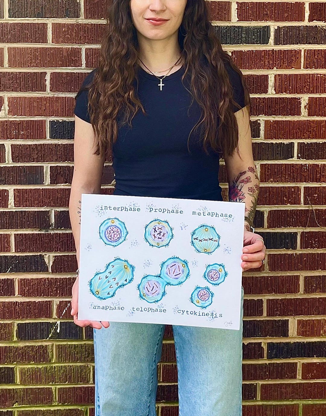 Cell Cycle, Cell Division, Mitosis Phases Art Original Hand-painted ...