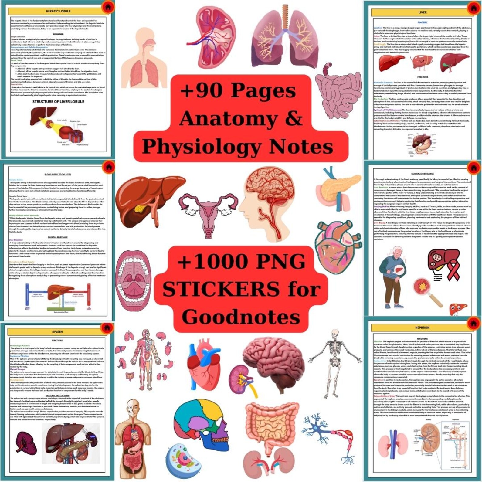Anatomy & Physiology Bundle With Stickers | Anatomy Study Guide ...