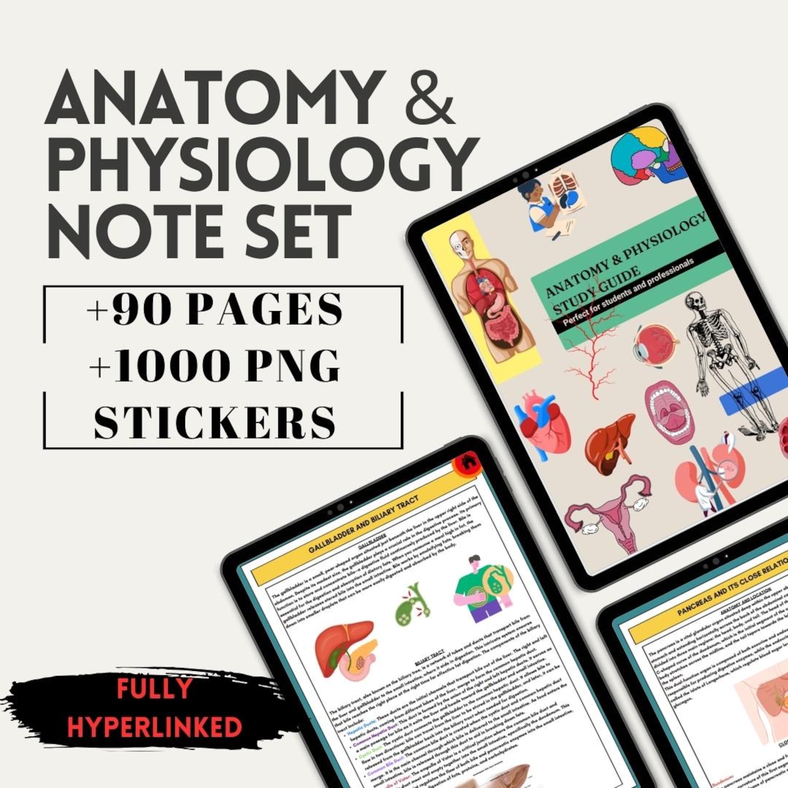 Anatomy & Physiology Bundle With Stickers | Anatomy Study Guide ...