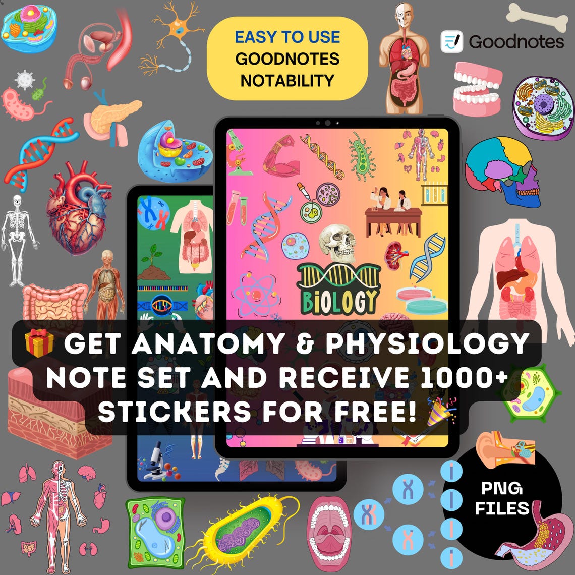 Anatomy & Physiology Bundle With Stickers | Anatomy Study Guide ...