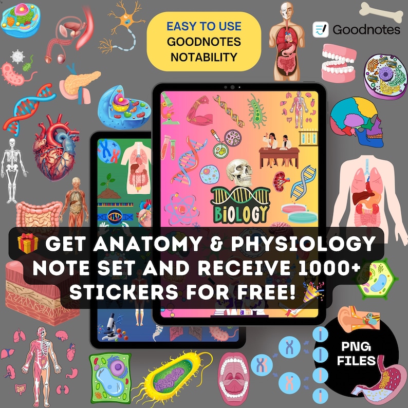 Anatomy & Physiology Bundle With Stickers | Anatomy Study Guide ...
