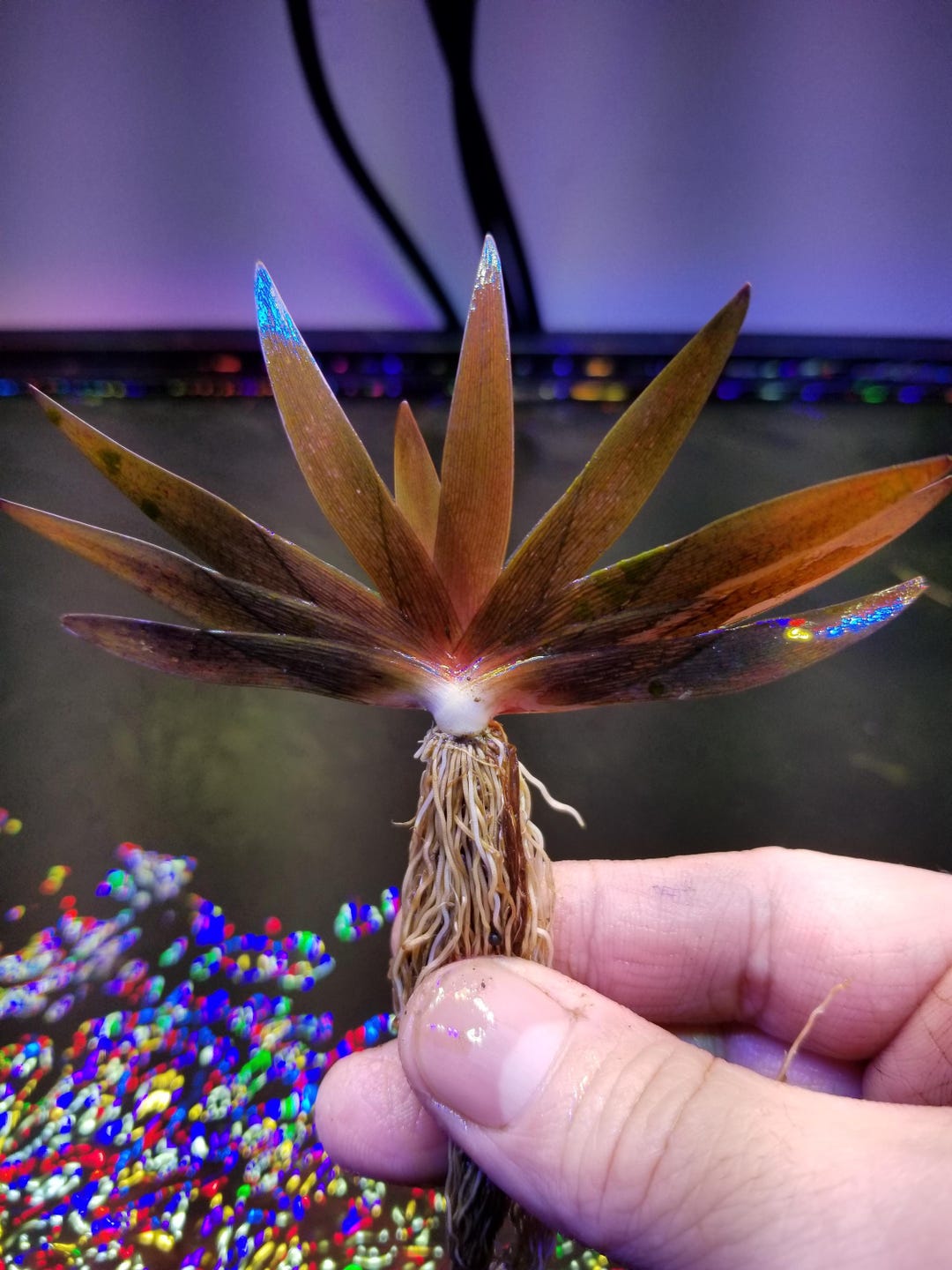 1 X Xyris Species *priority Mail Ship* - Etsy