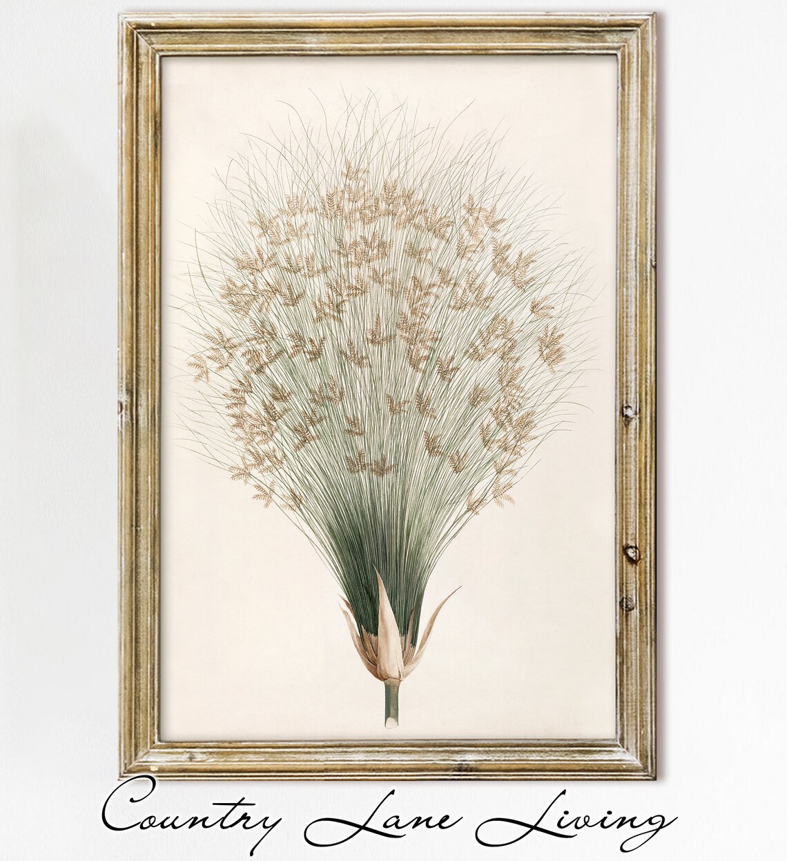 Papyrus Botanical Plant Watercolor Drawing Download-warm Toned - Etsy