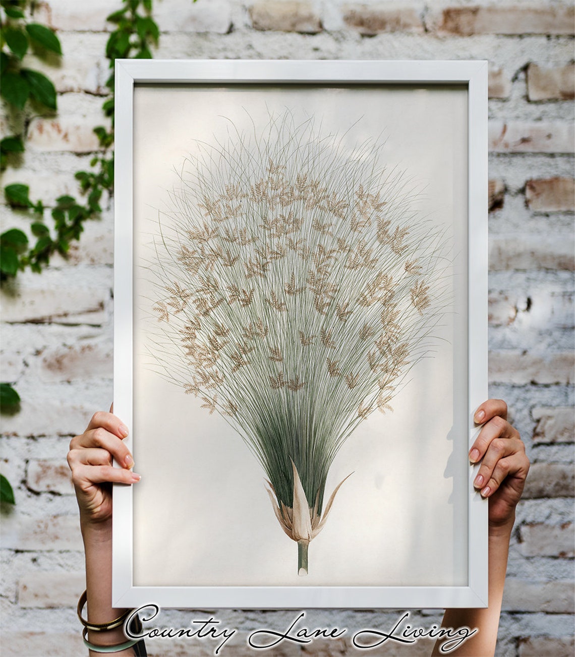 Papyrus Botanical Plant Watercolor Drawing Download-warm Toned - Etsy