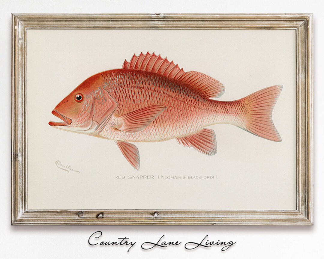 Red Snapper Illustration Download Aged Fishing Book Reference Beach ...