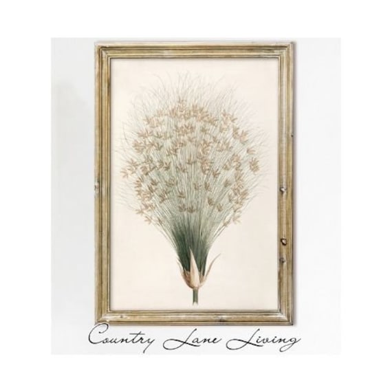 Papyrus Botanical Plant Watercolor Drawing Download-warm Toned - Etsy