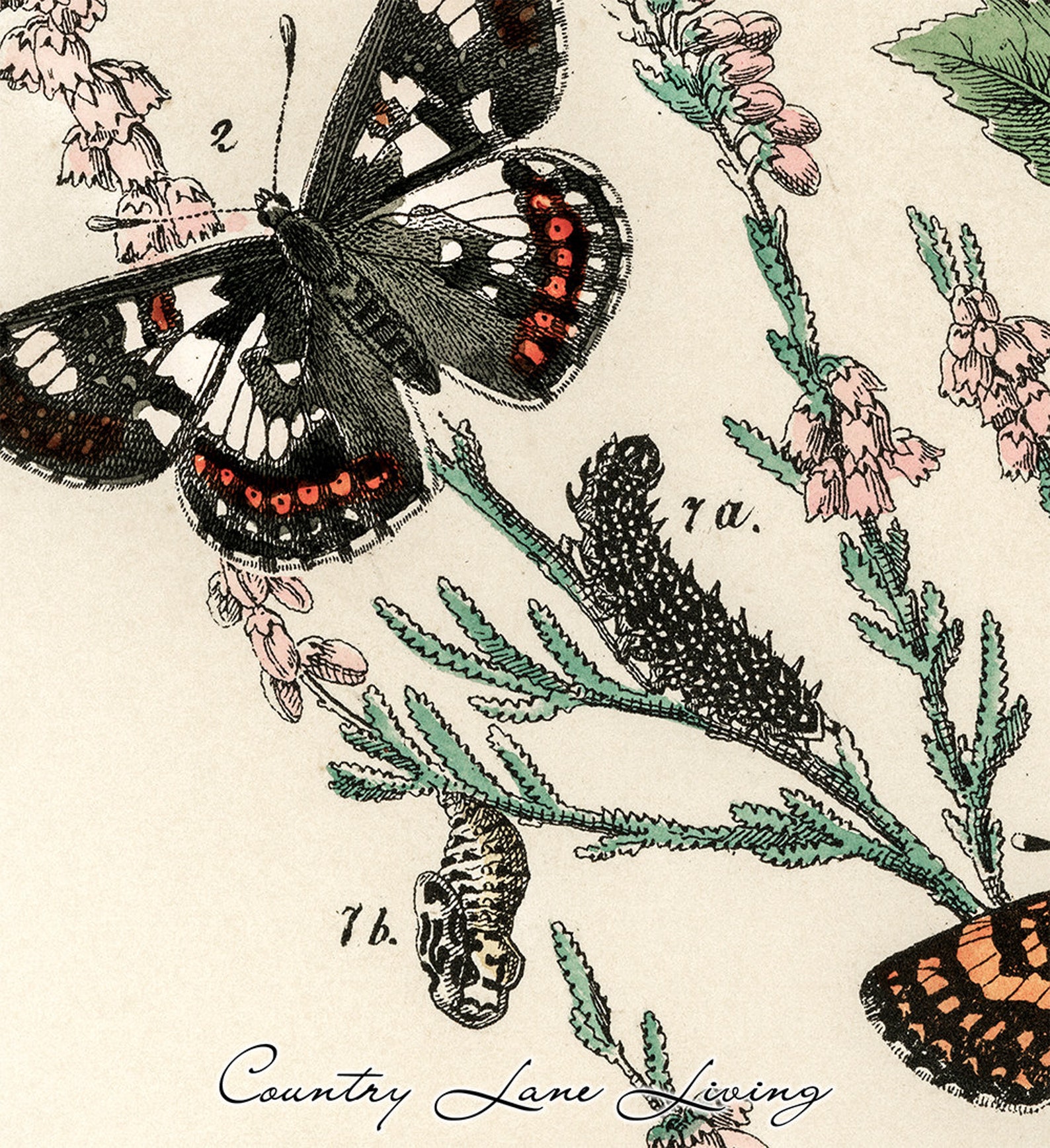 Bouquet of Butterflies Drawing Download Aged Book Reference - Etsy
