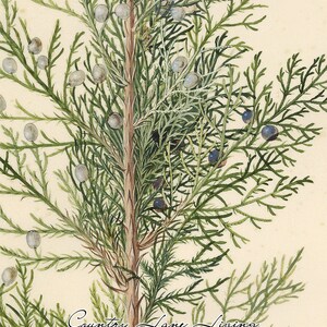 Christmas Winter Juniper Botanical Drawing Download Warm Toned Vintage ...
