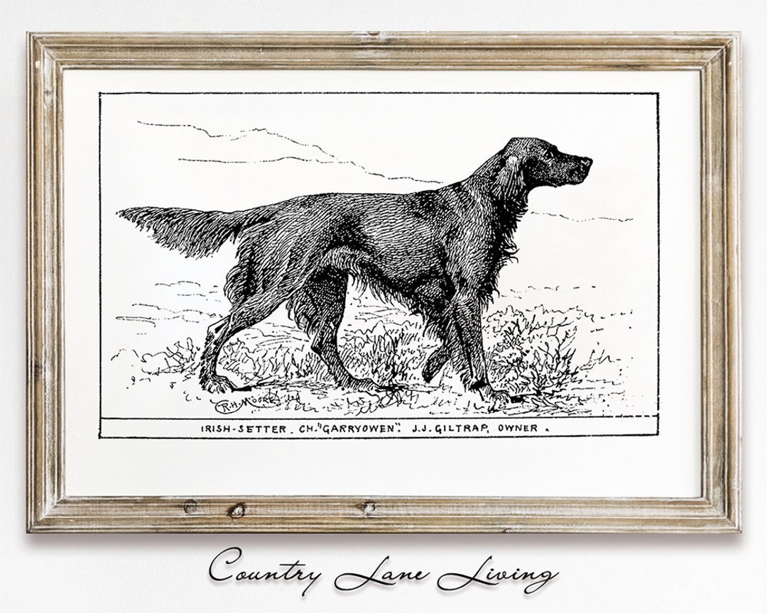 The Irish Setter Dog Drawing Download Book Style Rustic Art Print at ...
