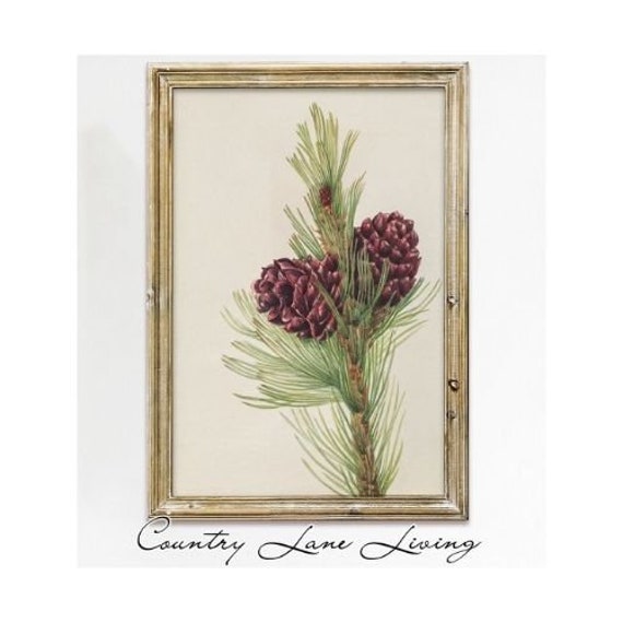 Winter Pine Branch Botanical Drawing Download warm Toned | Etsy