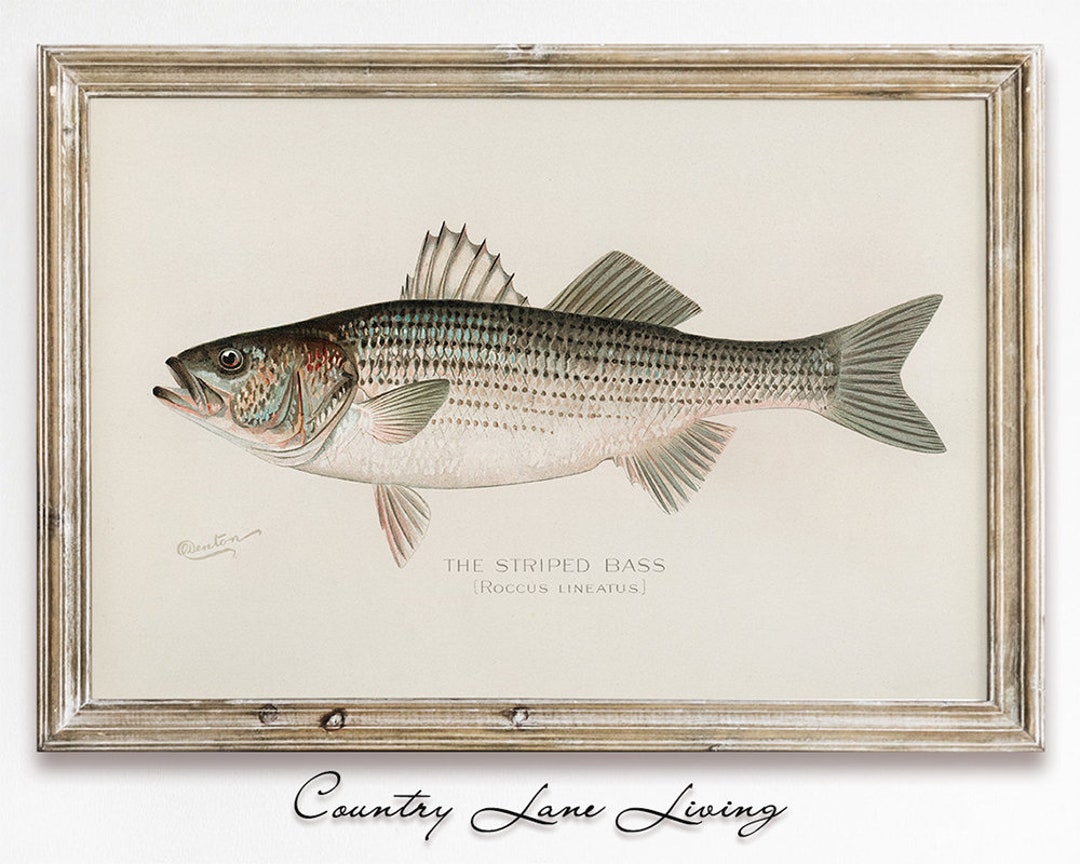 Striped Bass Illustration Download Aged Book Fishing Reference Beach ...