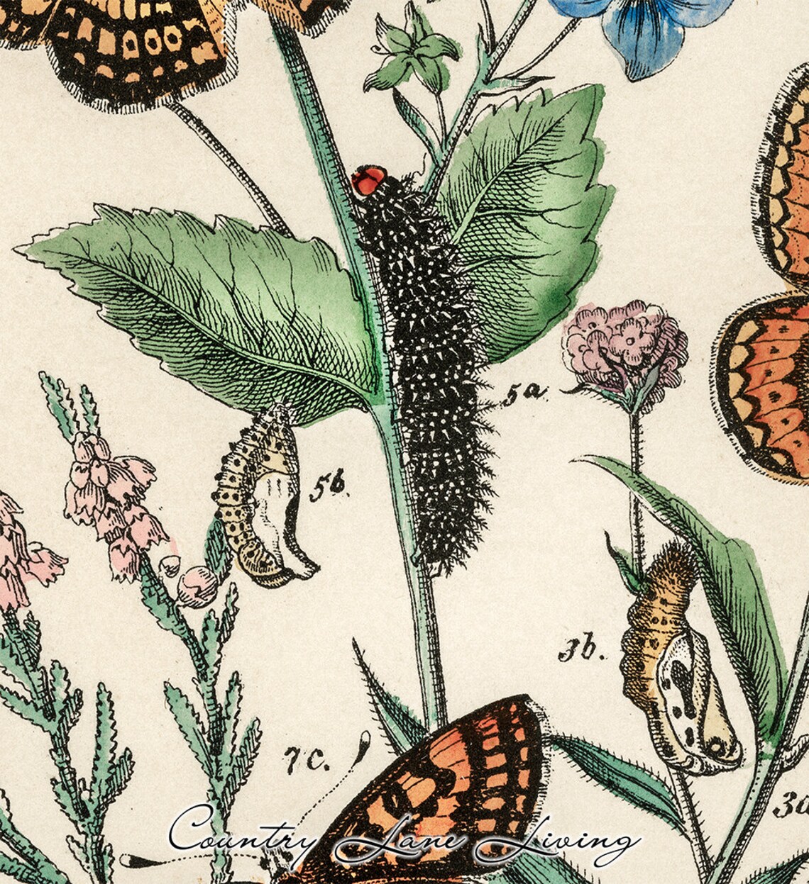 Bouquet of Butterflies Drawing Download Aged Book Reference - Etsy