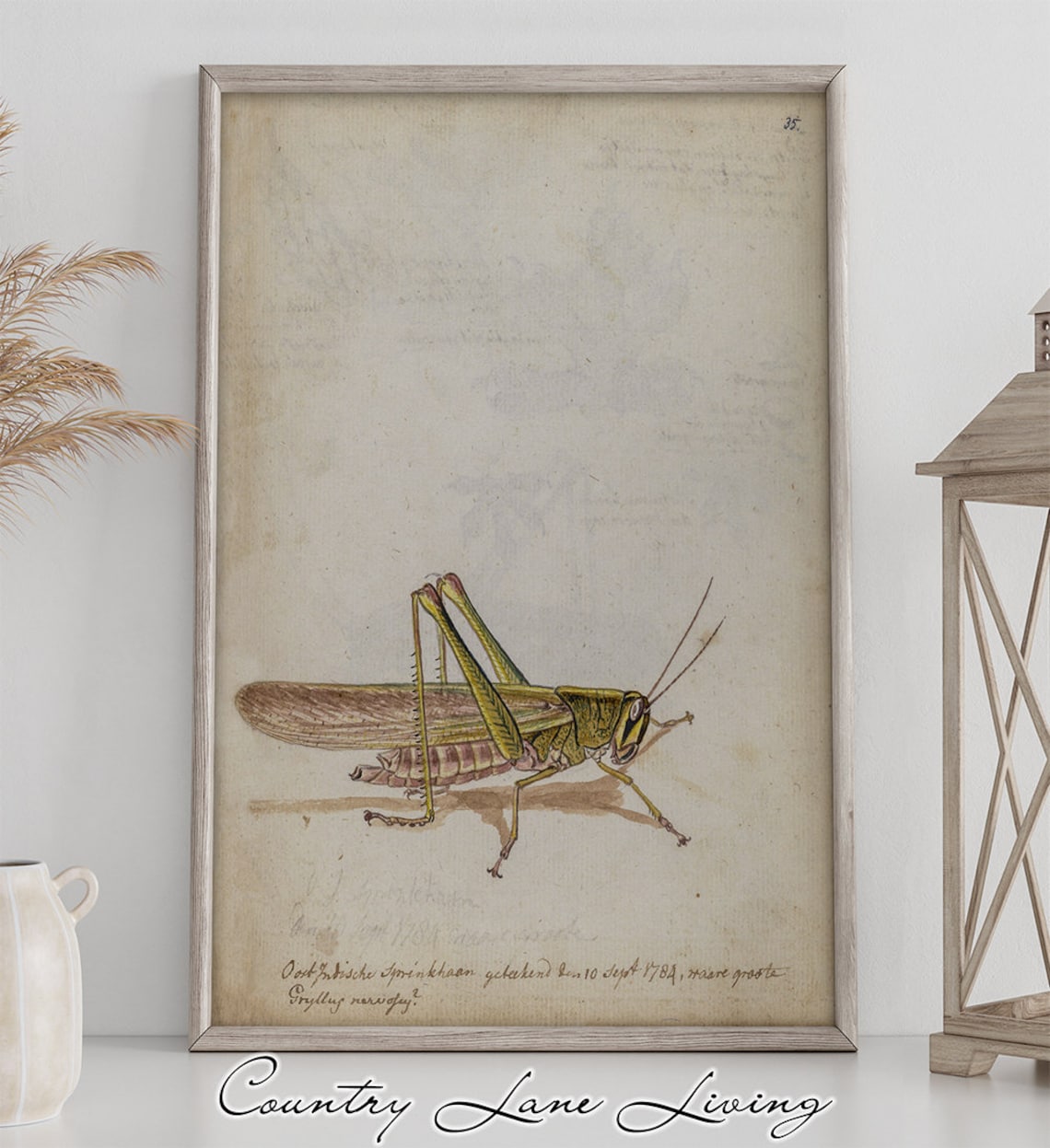 Vintage Grasshopper Drawing Download Aged Book Reference | Etsy