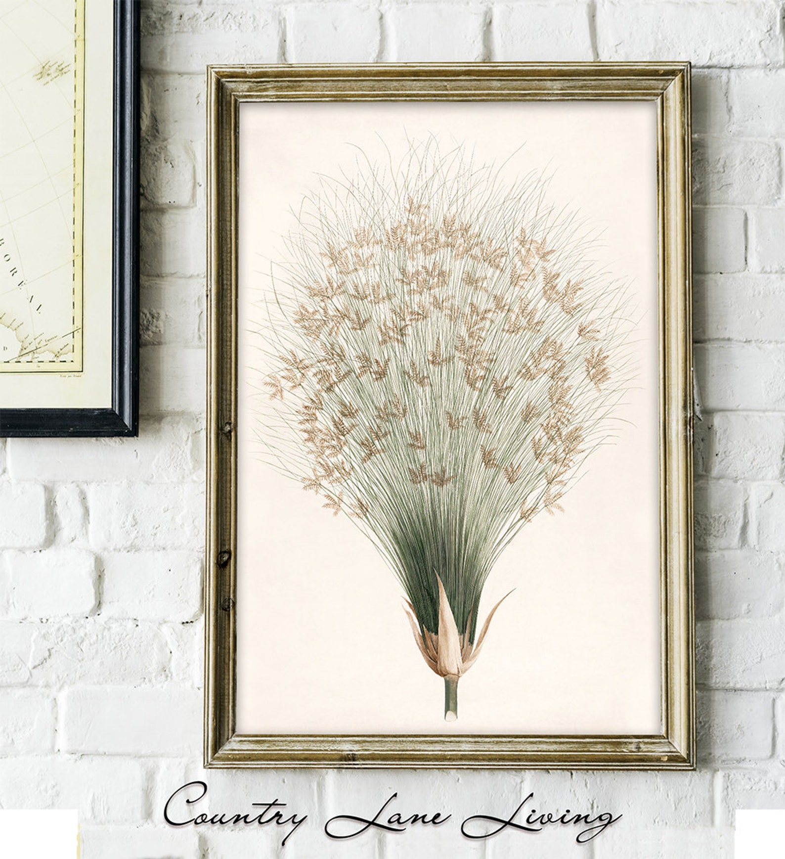 Papyrus Botanical Plant Watercolor Drawing Download-warm Toned - Etsy