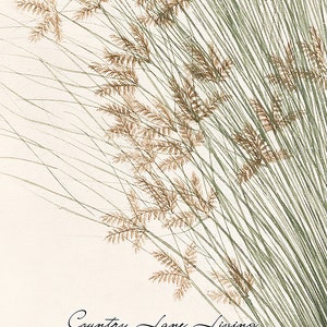 Papyrus Botanical Plant Watercolor Drawing Download-warm Toned Vintage ...