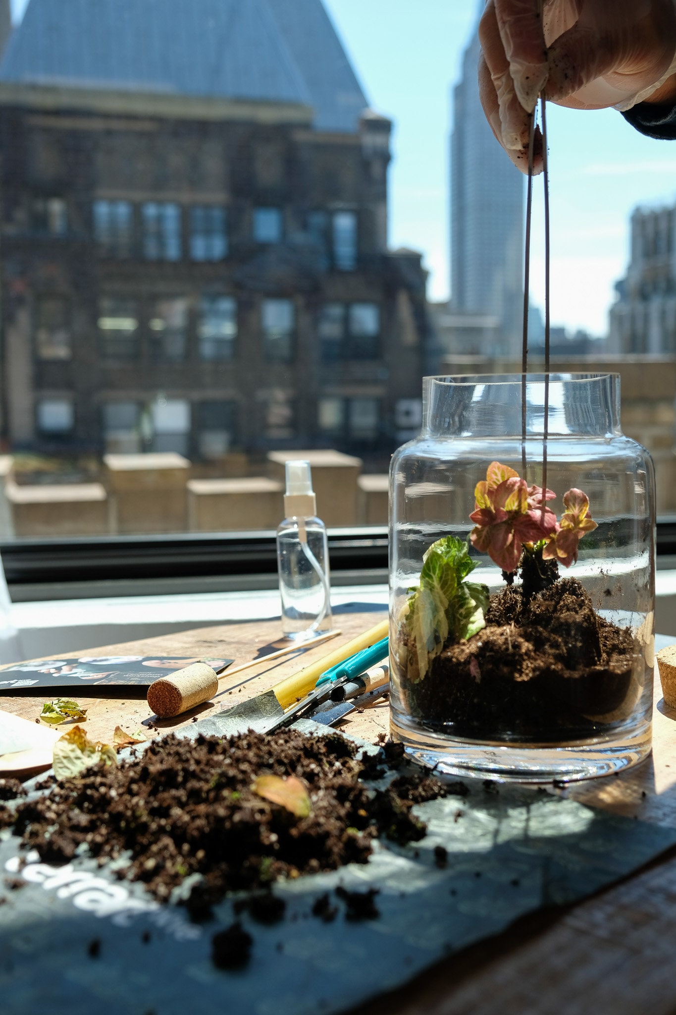 Terrarium DIY KIT - Self-sustaining Ecosystem - Etsy