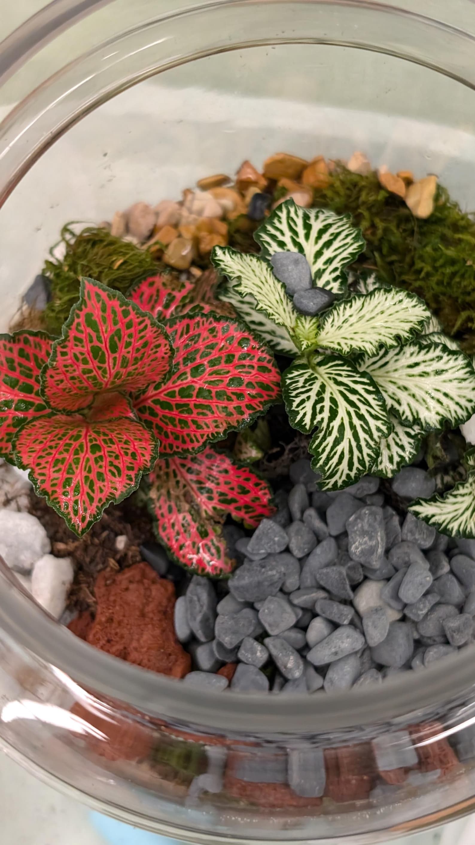 Terrarium DIY KIT - Self-sustaining Ecosystem - Etsy