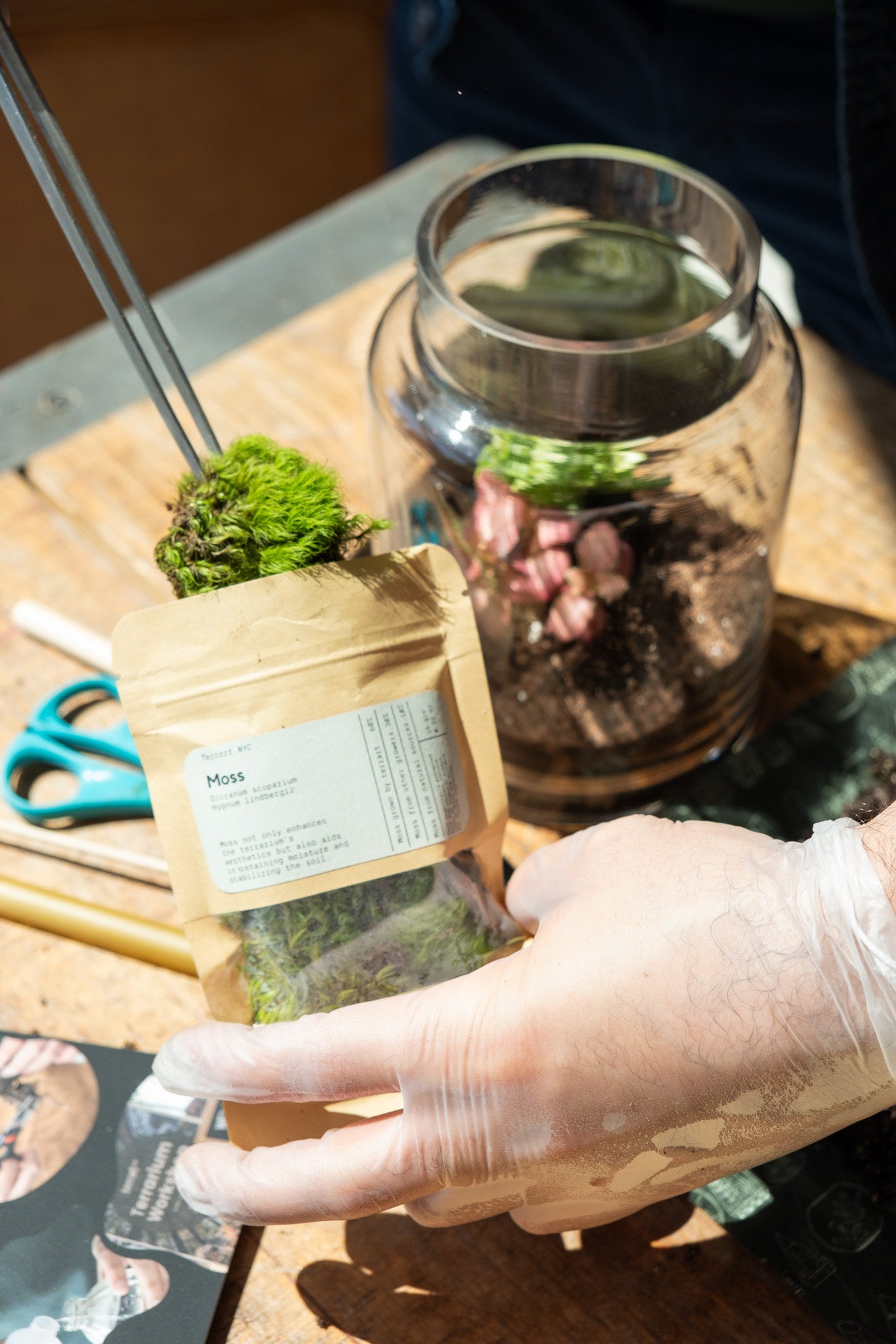 Terrarium DIY KIT - Self-sustaining Ecosystem - Etsy