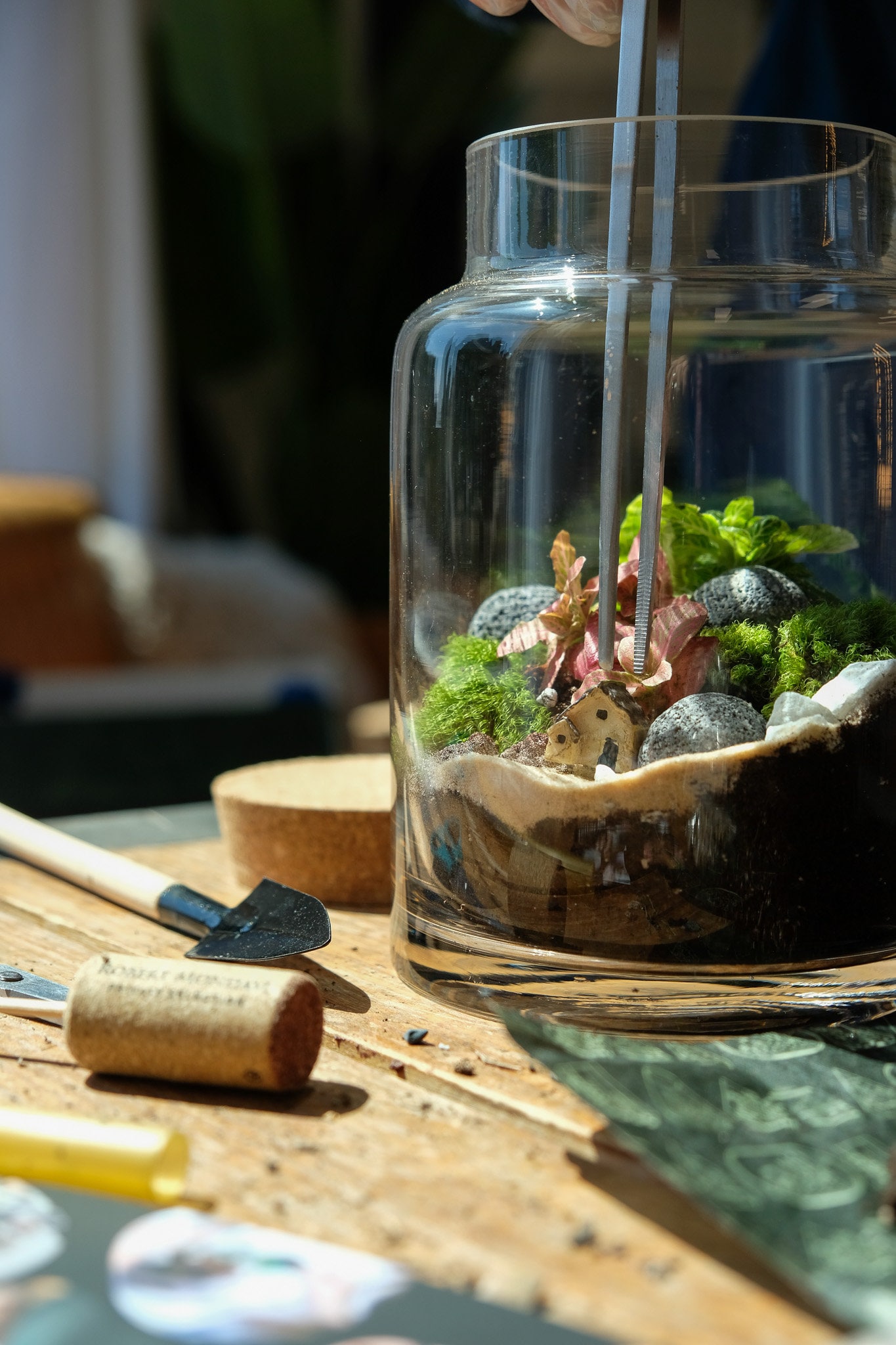 Terrarium DIY KIT - Self-sustaining Ecosystem - Etsy