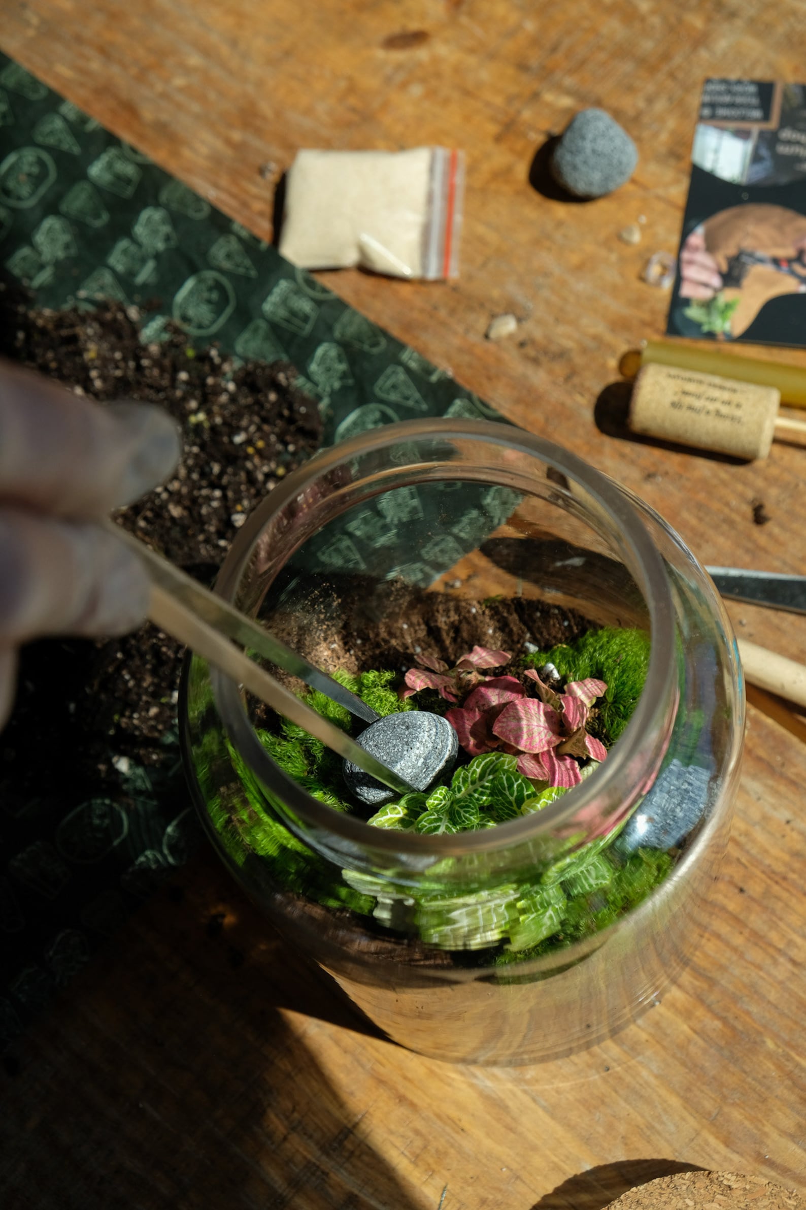 Terrarium DIY KIT - Self-sustaining Ecosystem - Etsy