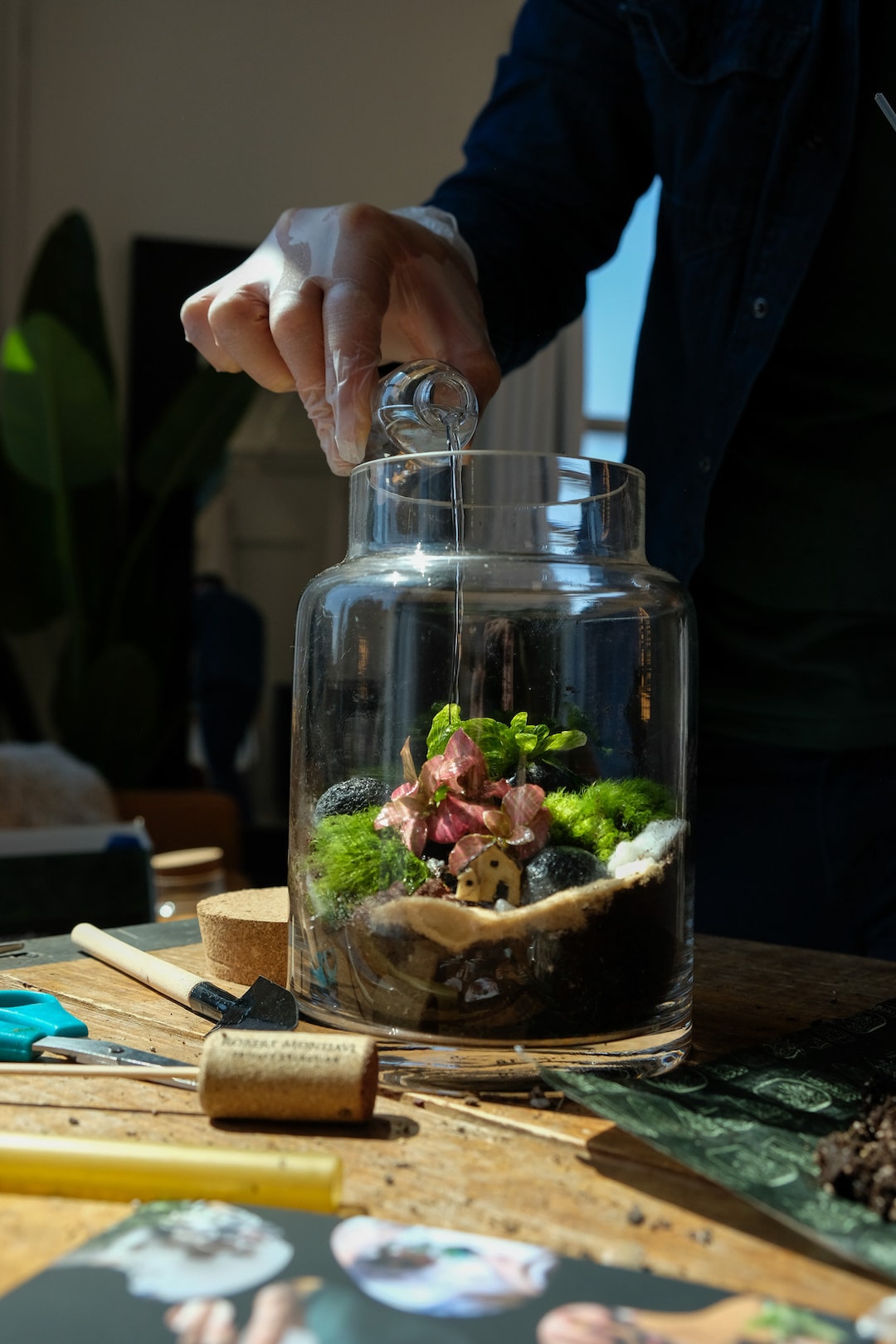 Terrarium DIY KIT - Self-sustaining Ecosystem - Etsy