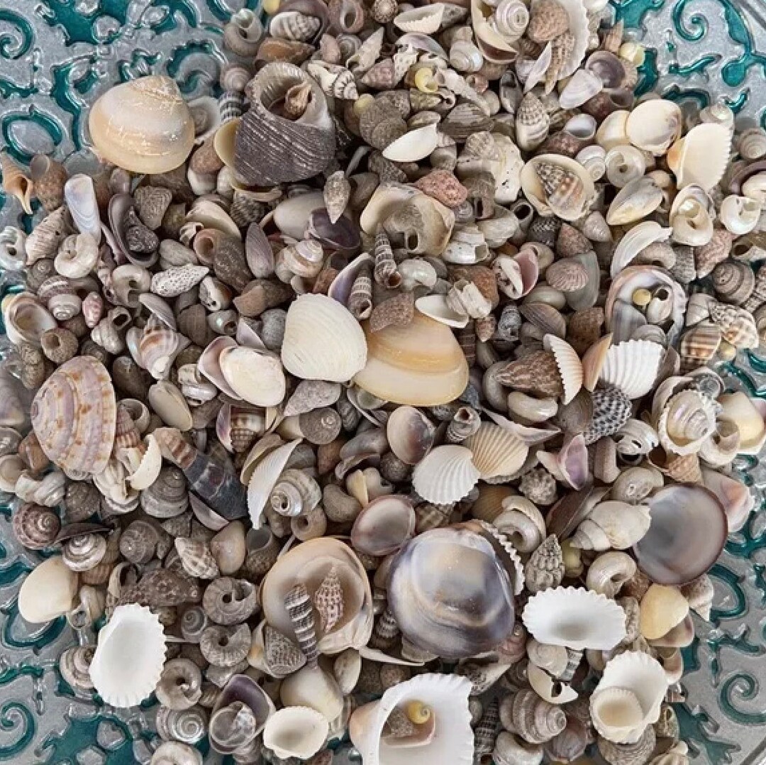 Scoop of Mini Seashells Craft Beach Cottage Lot of - Etsy