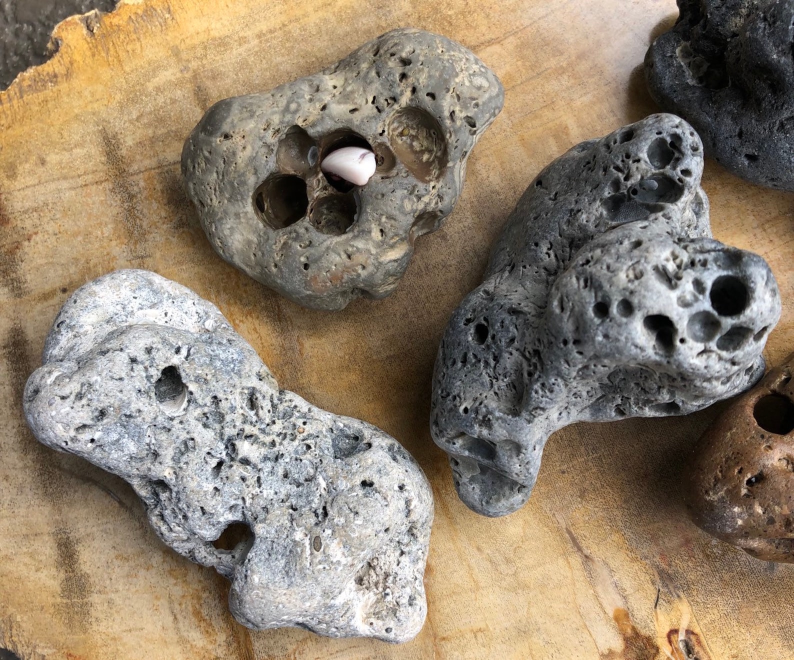 Hag Stones Witch Stones Adder Stones Snake Eggs Hex | Etsy