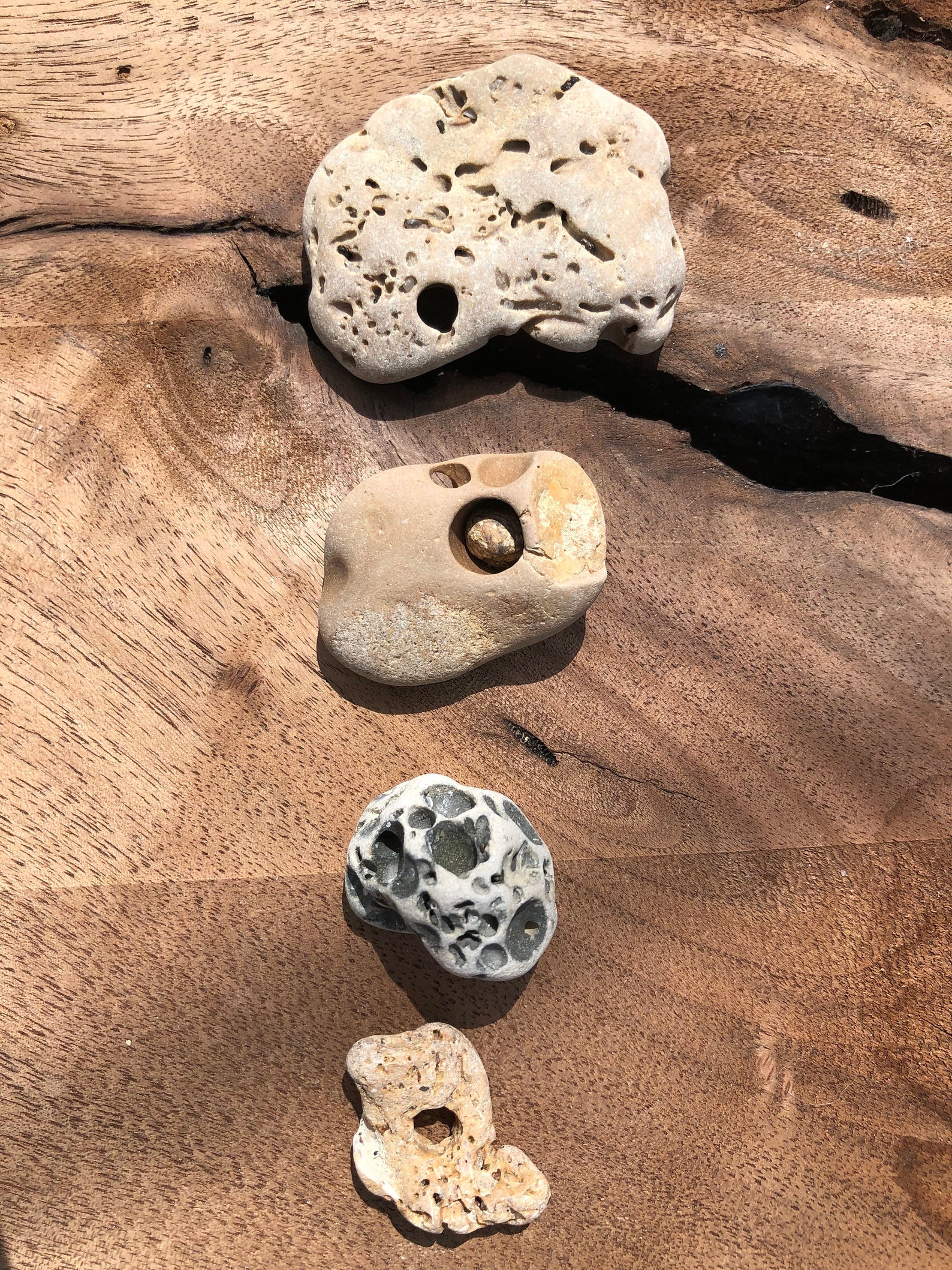 Hag Stones Witch Stones Adder Stones Snake Eggs Hex | Etsy