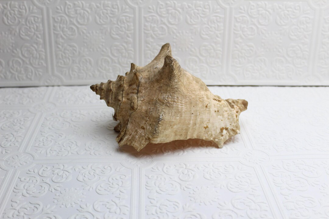 Vintage Large Conch Shell Seashell Beach Home Decor Beach Decor ...