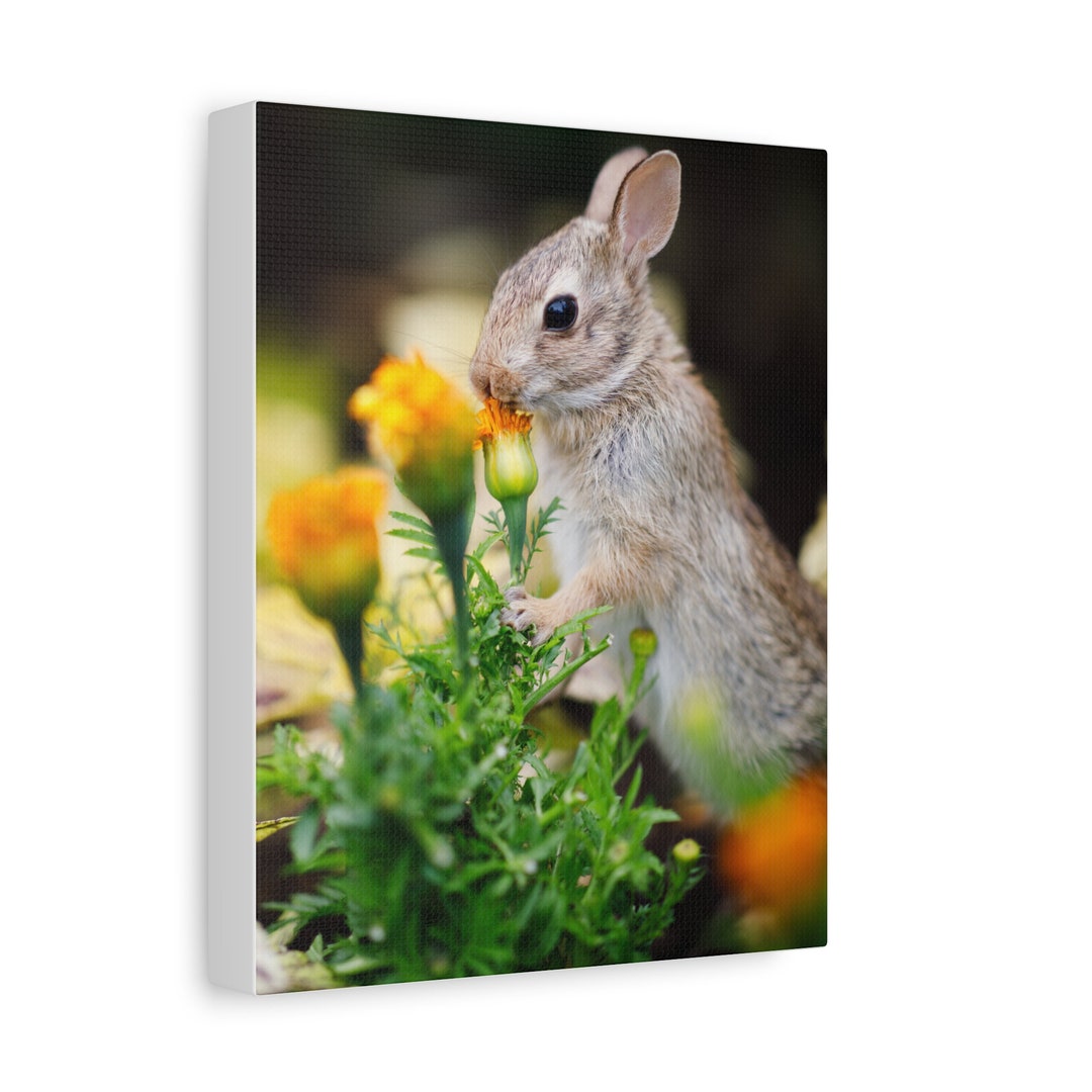 Curious Baby Bunny With Marigold Matte Canvas, Stretched, 0.75 ...
