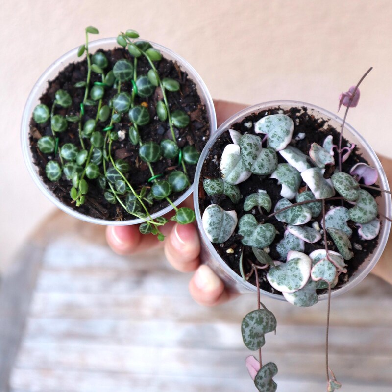 String of Turtles - Etsy