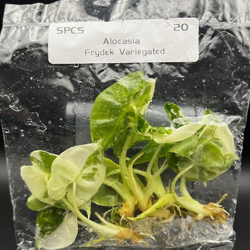 Tc Culture Alocasia - Etsy