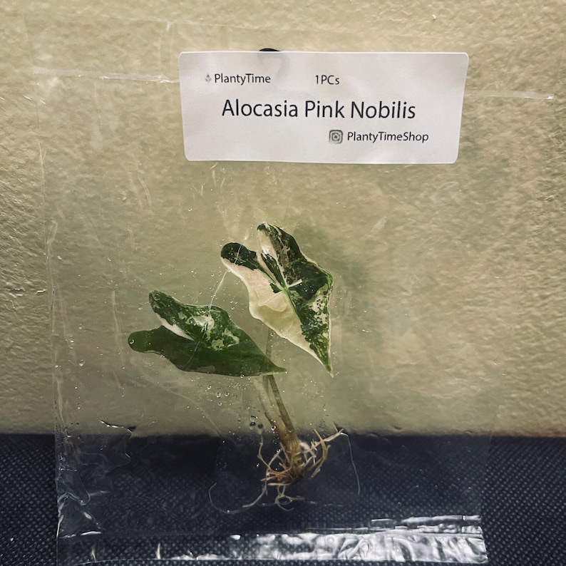 Alocasia Pink Nobilis - 1 Plantlet - US SELLER - Etsy