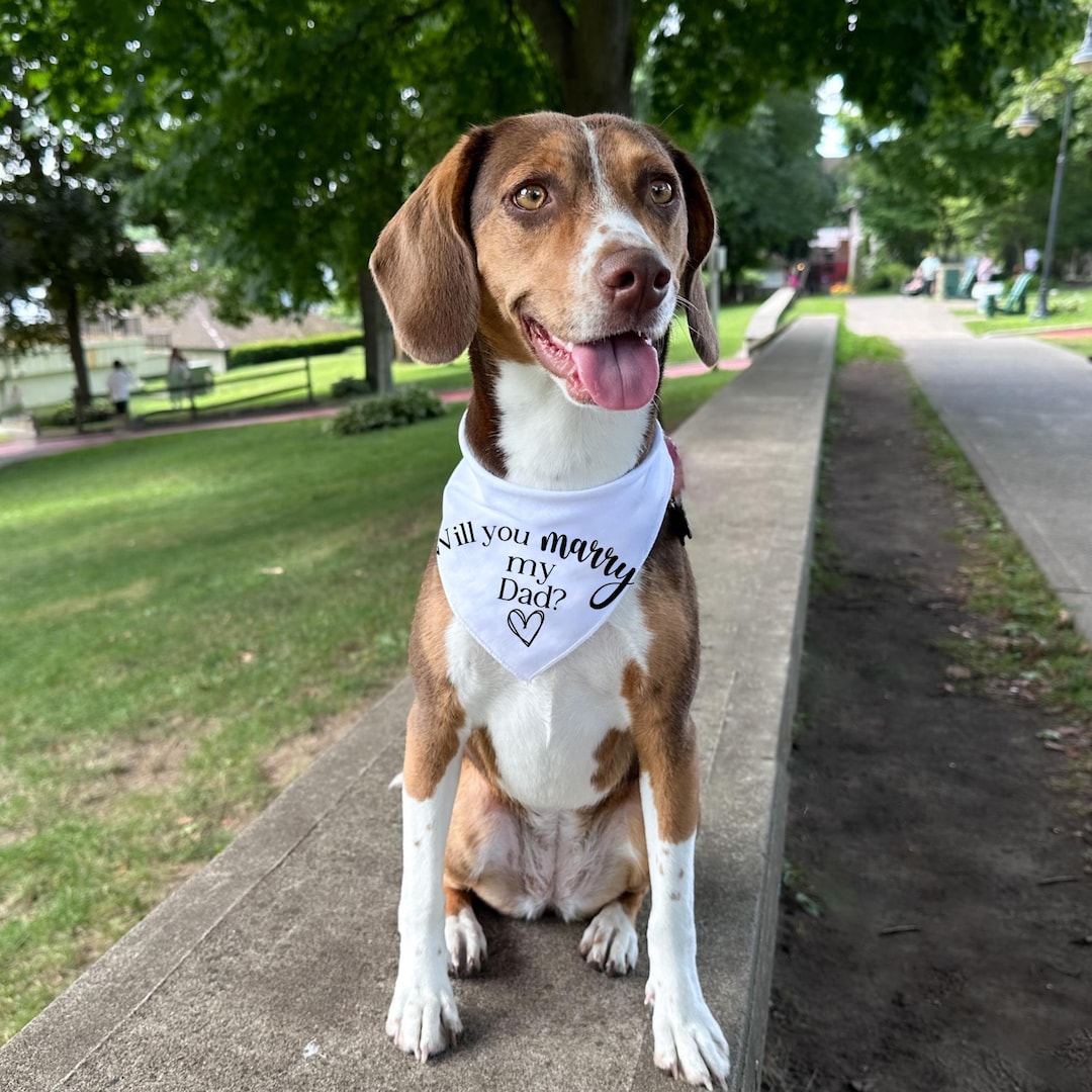 Marriage Proposal, Dog Marriage Proposal, Proposal Ideas, Unique ...