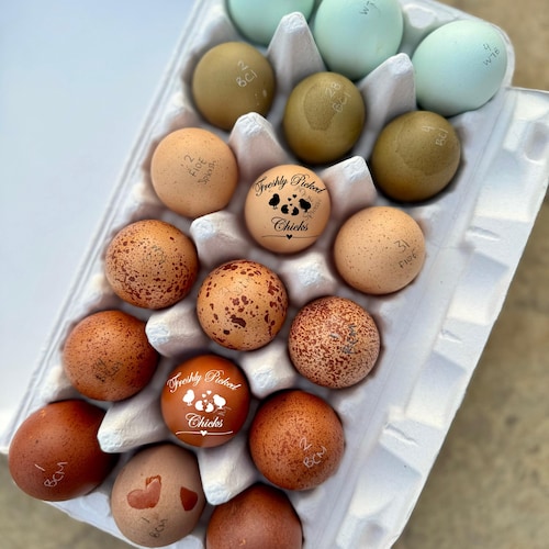 FreshlyPickedChicks - Etsy