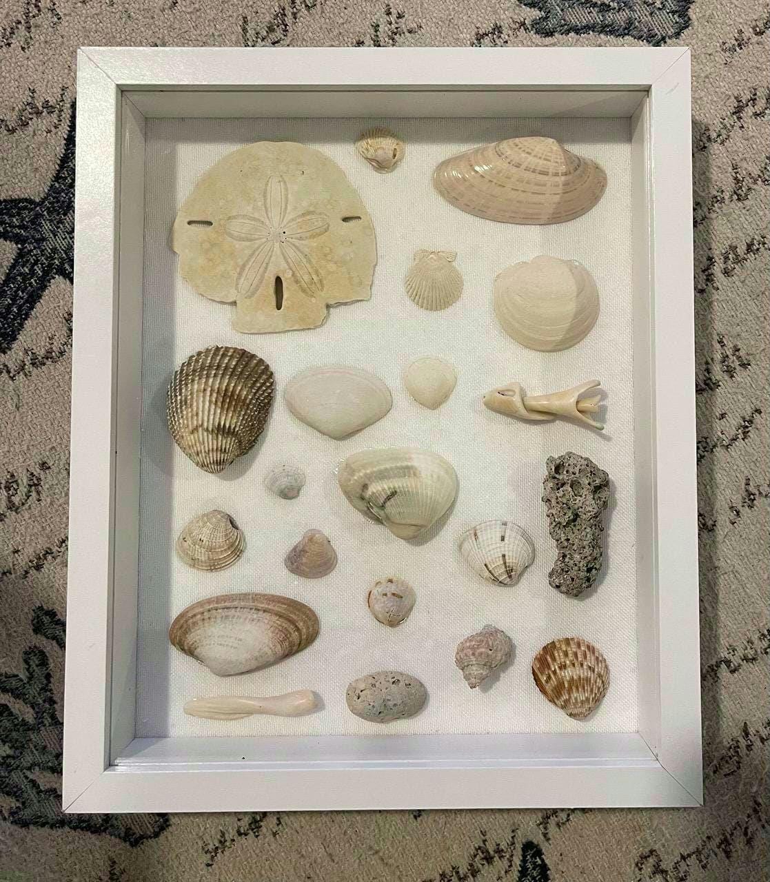 Florida Sea Shells Sand Dollar Shadow Box 11x14 - Etsy