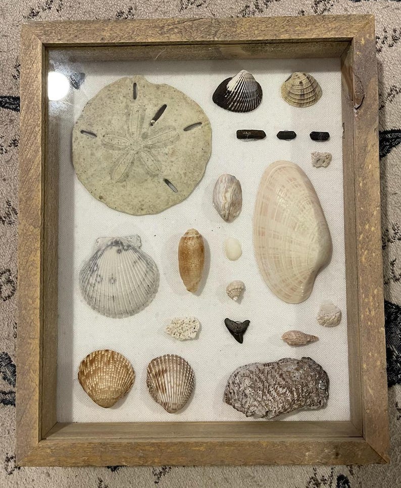 Florida Sea Shells Sand Dollars Shark Teeth Shadow Box 11x14 - Etsy