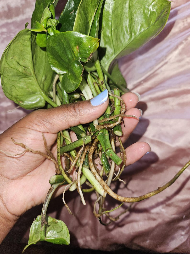 Rare Lemon Meringue Epipremnum - Rooted Plant Cuttings – Easy ...