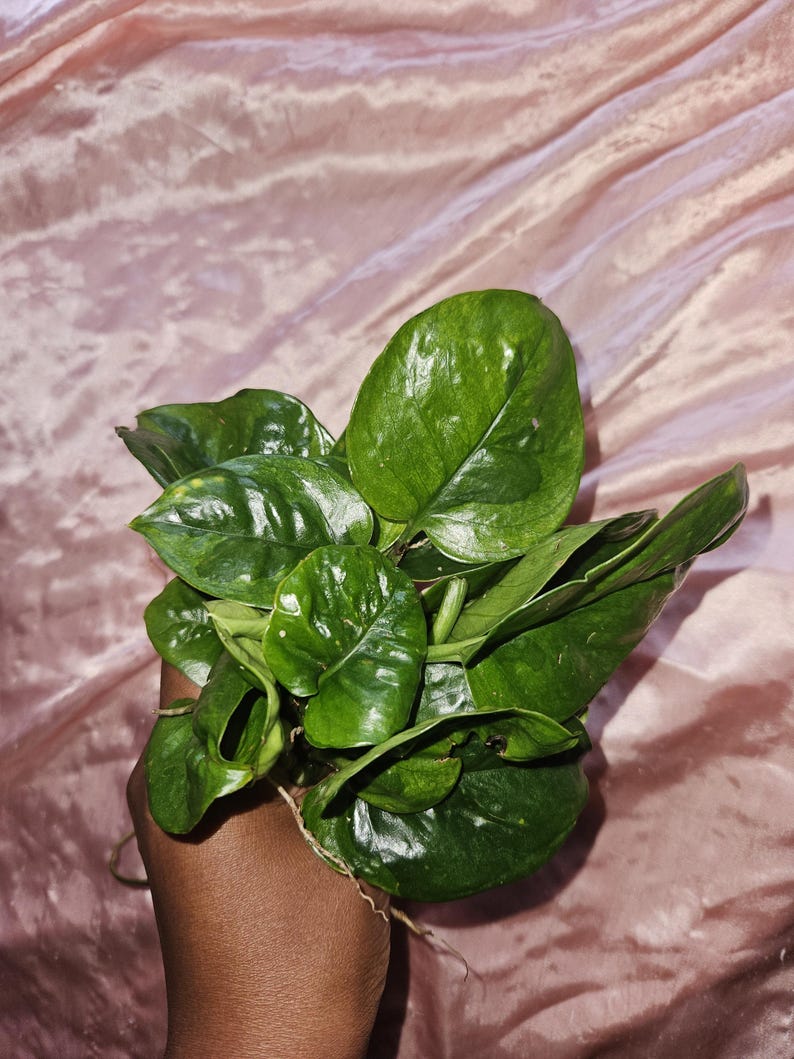 Rare Lemon Meringue Epipremnum - Rooted Plant Cuttings – Easy ...