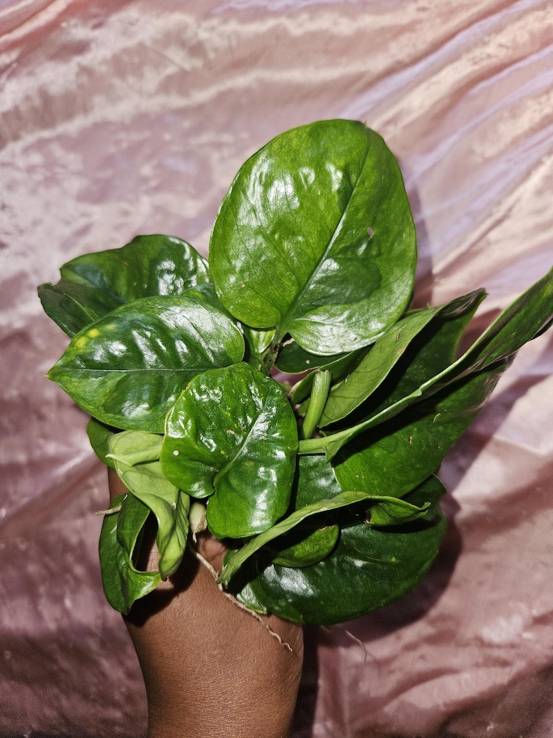 Rare Lemon Meringue Epipremnum - Rooted Plant Cuttings – Easy ...